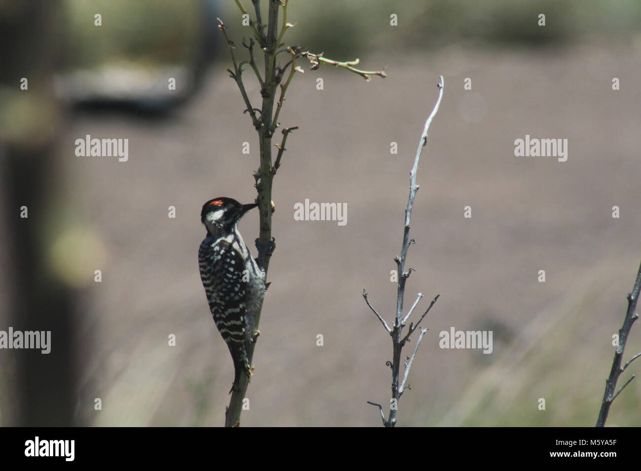 Ladderback hi-res stock photography and images - Alamy