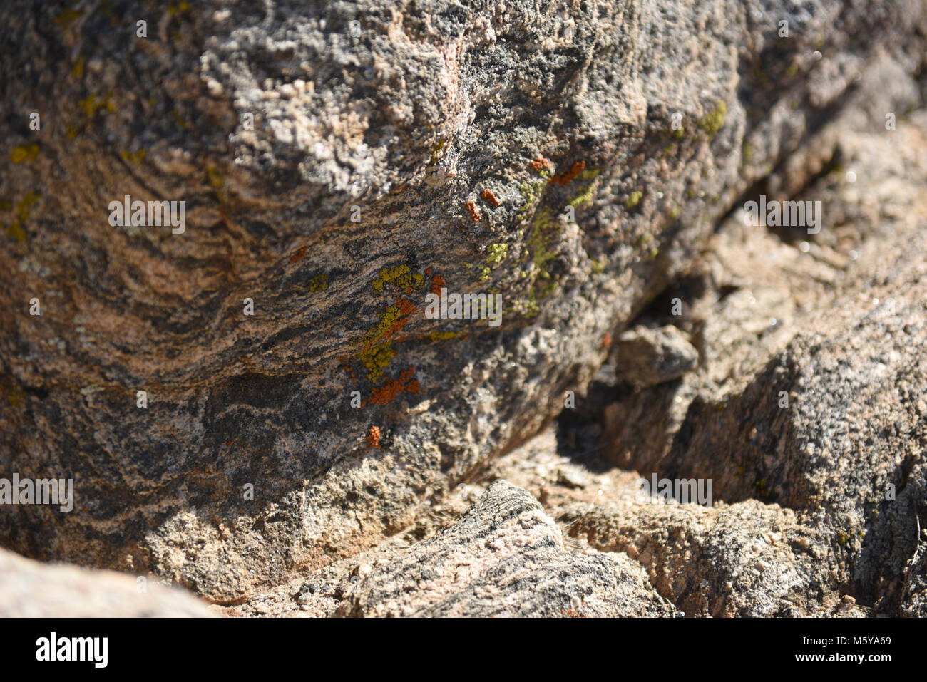 Lichen on a rock Stock Photo - Alamy