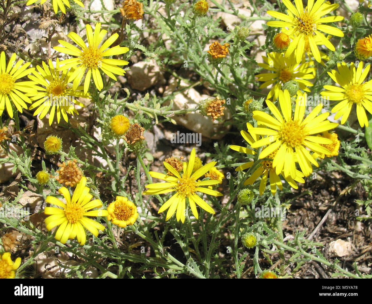 Machaeranthera pinnatifida hi-res stock photography and images - Alamy