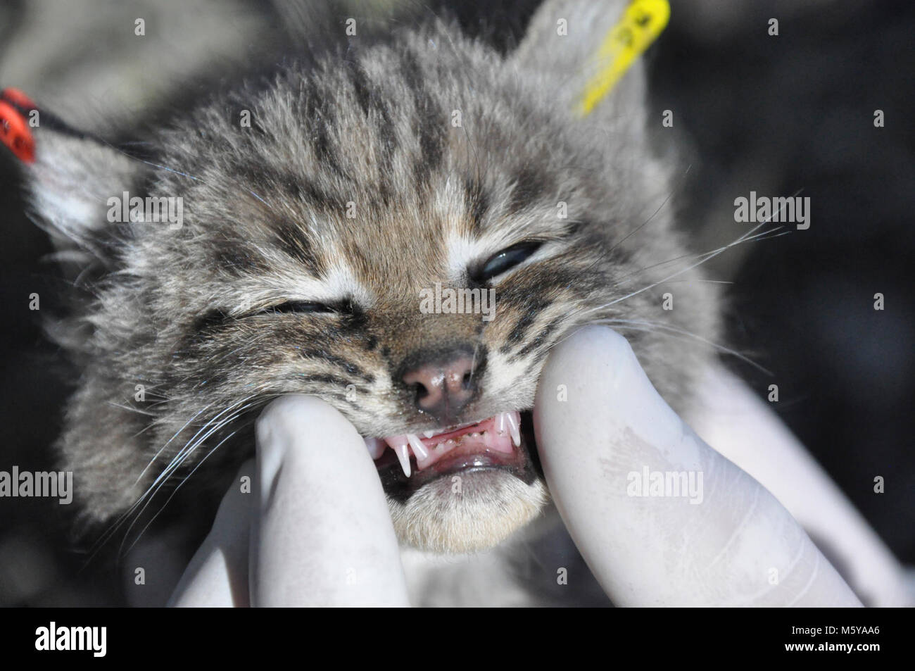 329th hi-res stock photography and images - Alamy