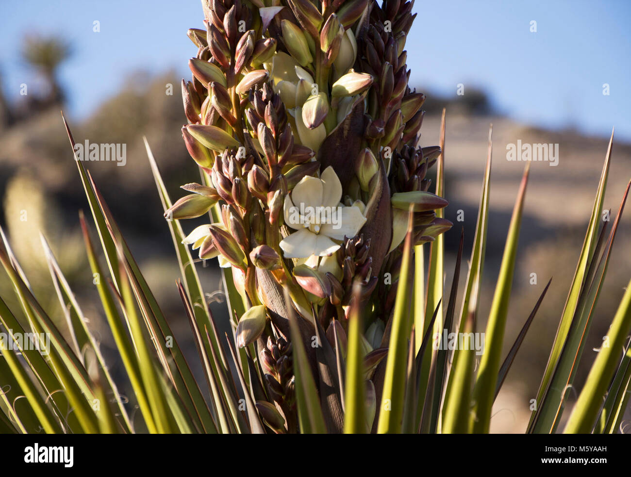 Mojave yucca (Yucca schidigera Stock Photo - Alamy