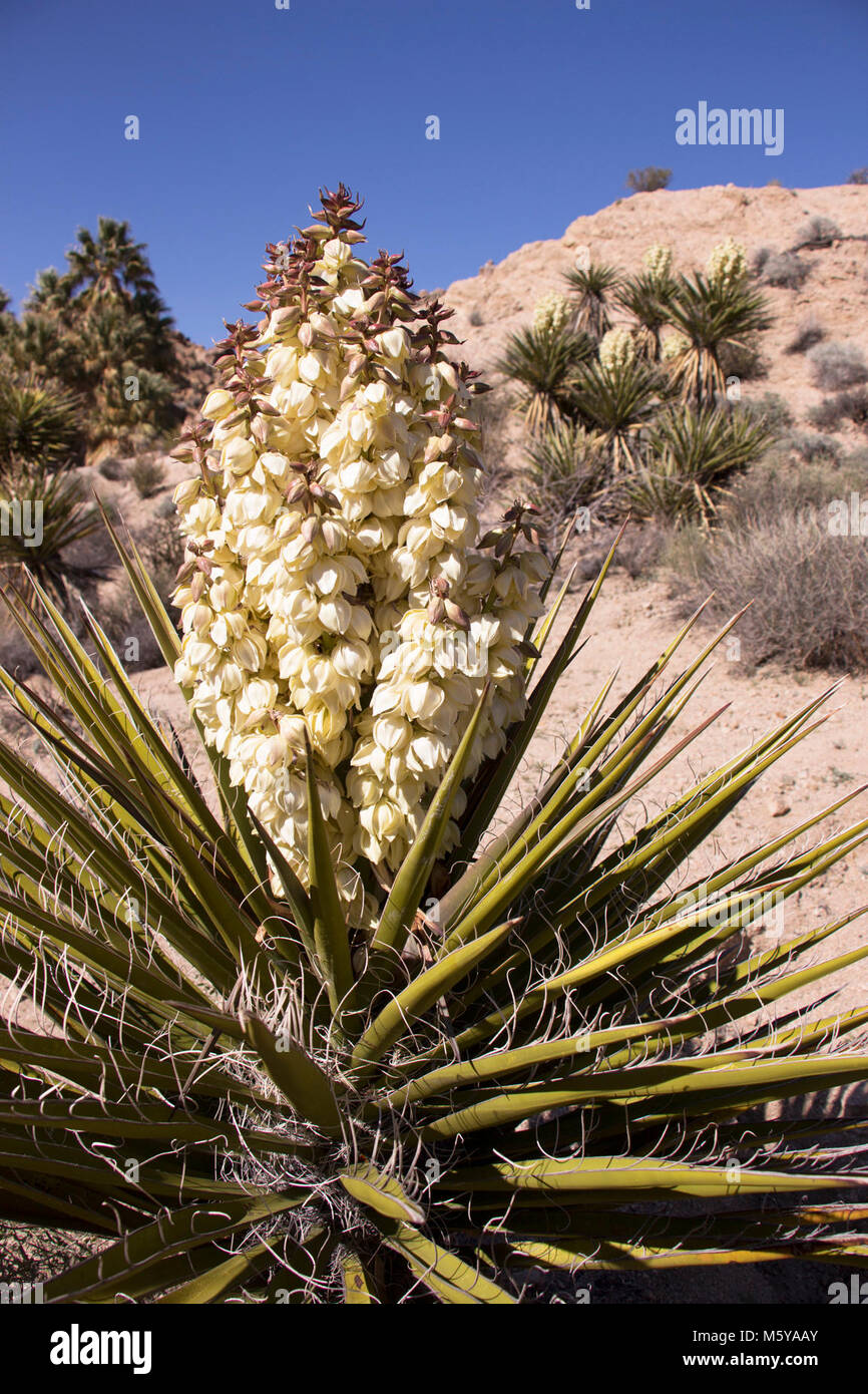 Mojave yucca (Yucca schidigera Stock Photo - Alamy