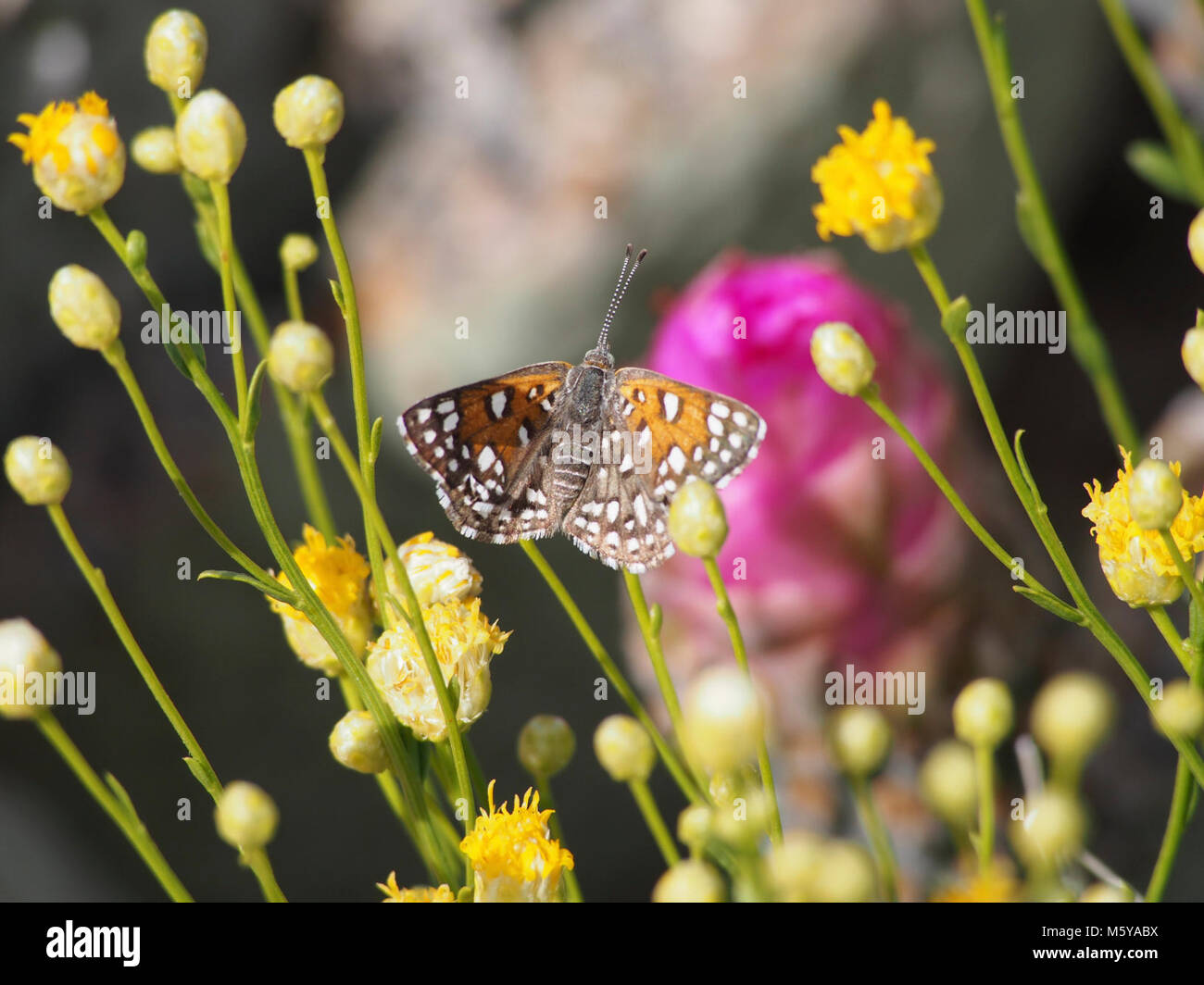 Mormon Metalmark Butterfly; Apodemia mormo Stock Photo - Alamy