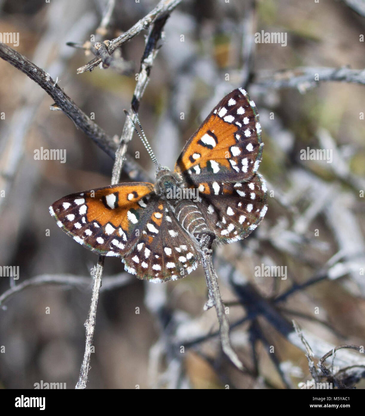 Mormon Metalmark Butterfly; Apodemia mormo Stock Photo - Alamy