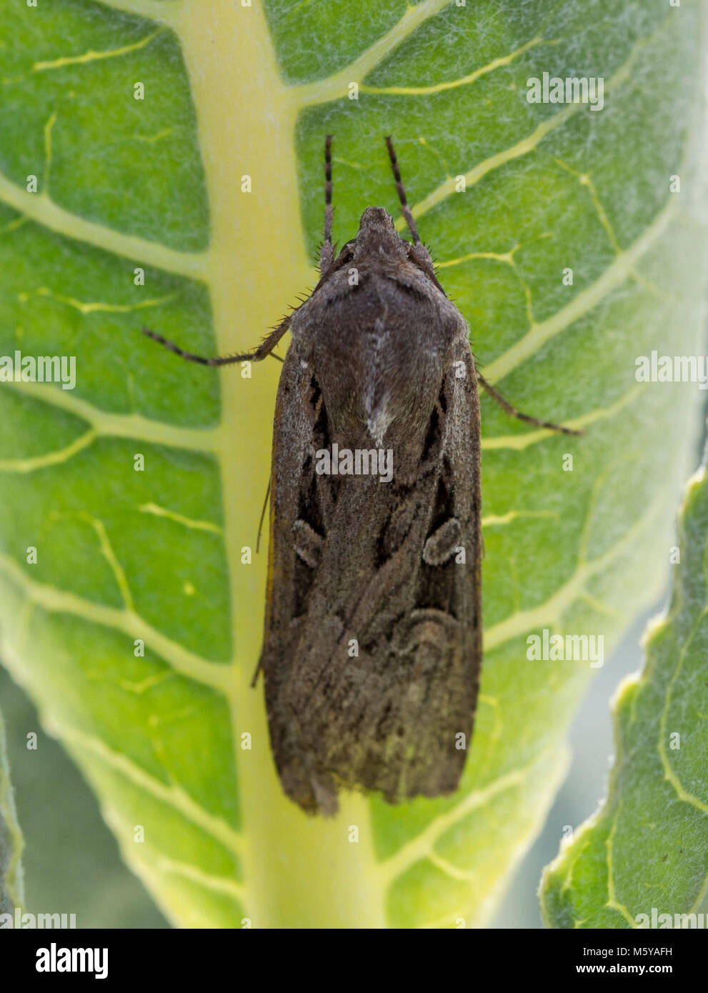Noctuid moth hi-res stock photography and images - Alamy
