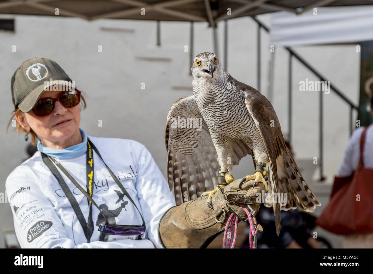 American goshawk hi-res stock photography and images - Alamy