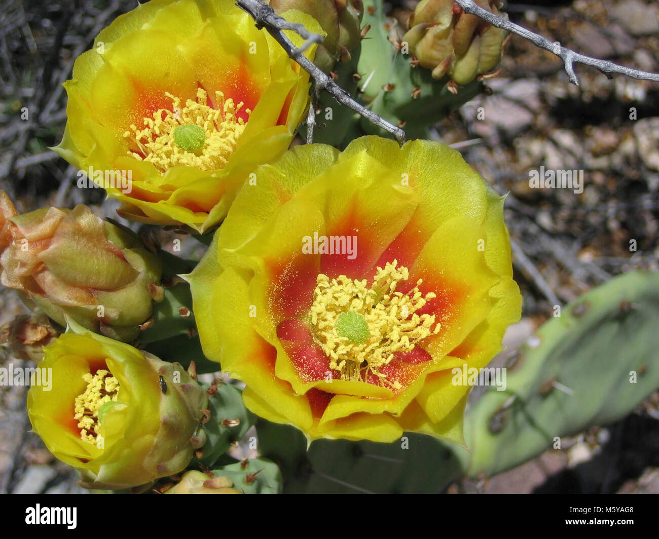 Opuntia engelmannii (Engelmann's Prickly Pear Stock Photo - Alamy
