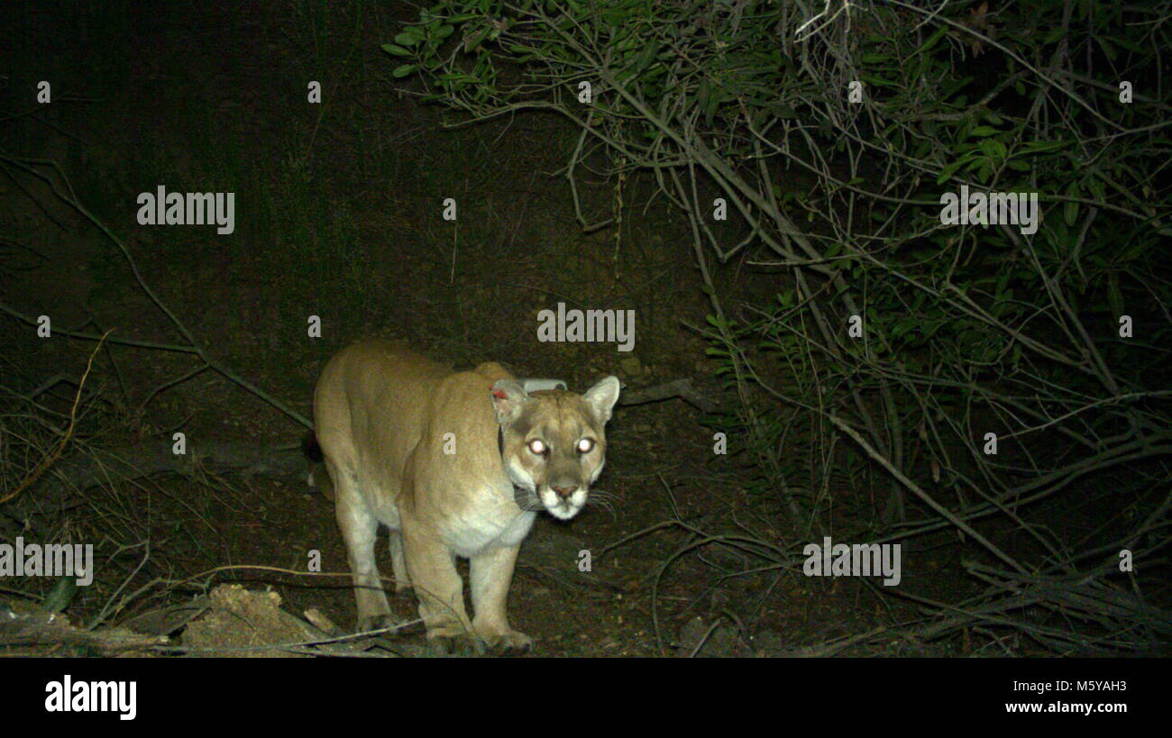 P22 lion hi-res stock photography and images - Alamy