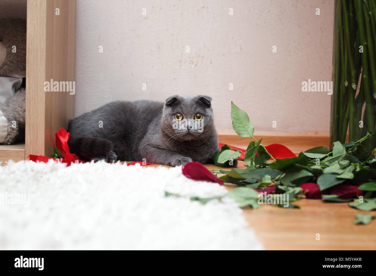 Grey cat present hi-res stock photography and images - Alamy