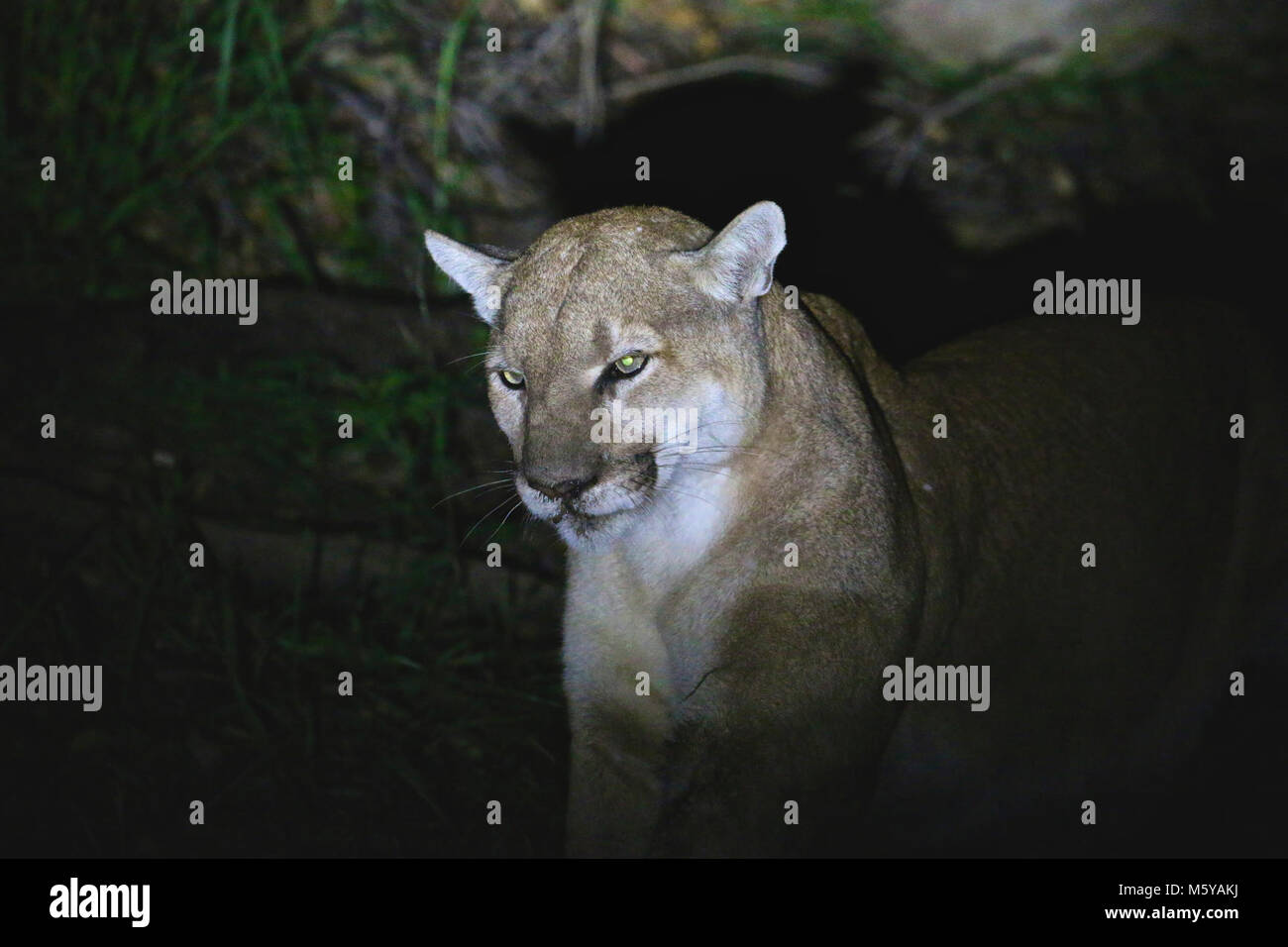 Animalsandinsects hi-res stock photography and images - Alamy