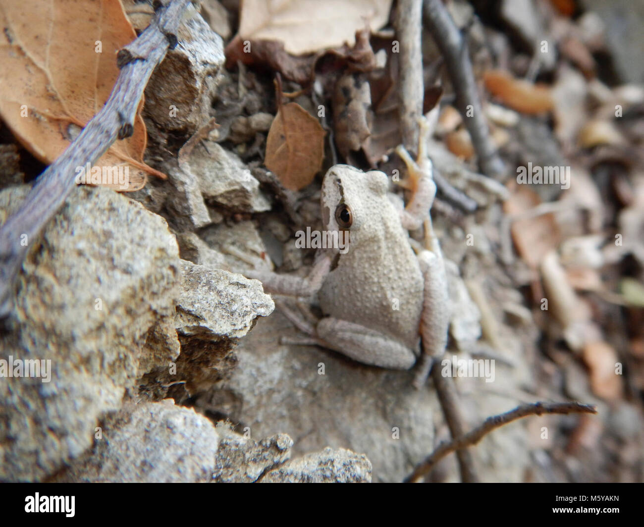 Pacific tree frog. Wow! Look at the camouflage! One of our biologists ...