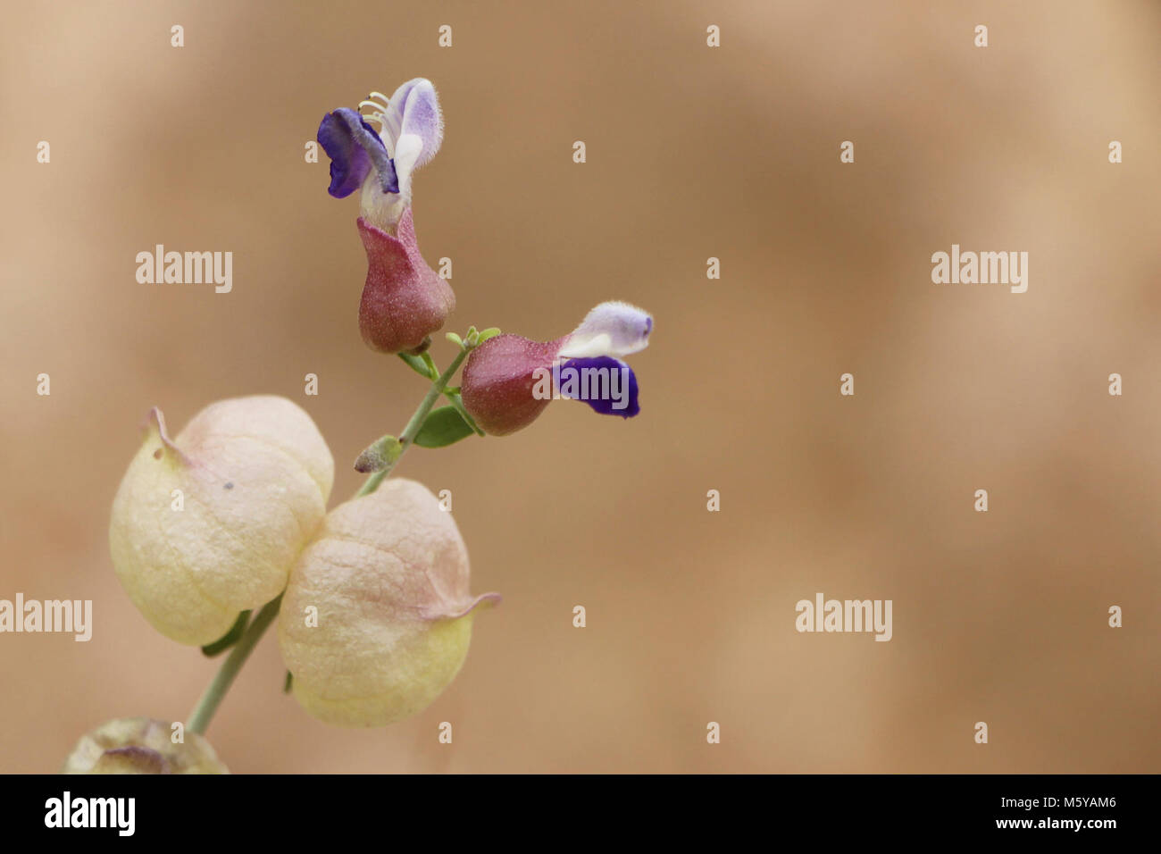 Paperbag bush (Scutellaria mexicana Stock Photo - Alamy