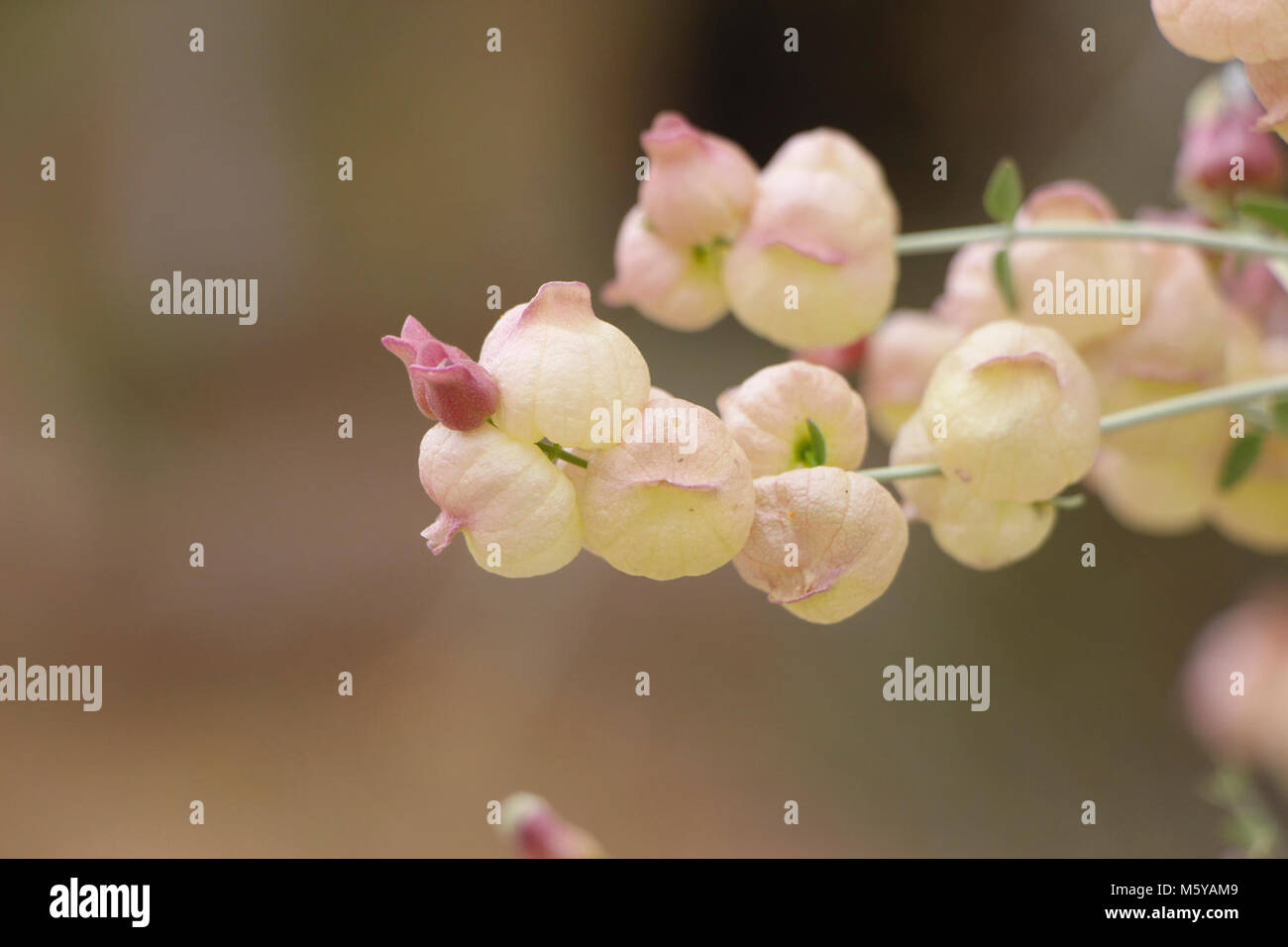 Paperbag bush (Scutellaria mexicana Stock Photo - Alamy