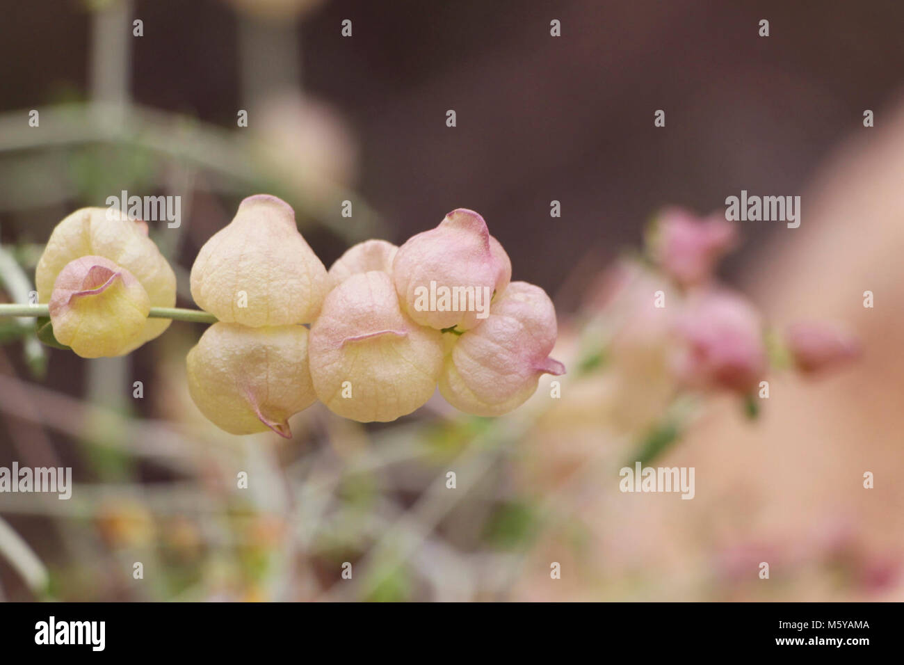 Paperbag bush (Scutellaria mexicana Stock Photo - Alamy