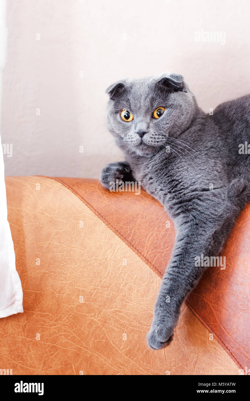 surprised gray british cat elongated paw Stock Photo - Alamy