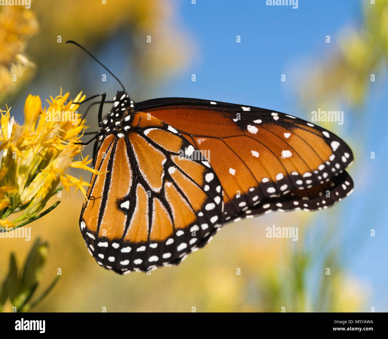 Queen butterfly desert hi-res stock photography and images - Alamy