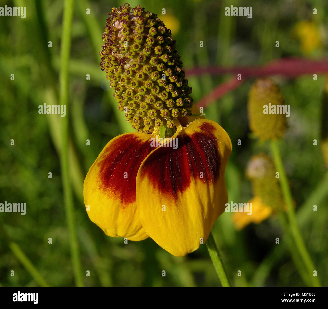 Ratibida columnaris (Mexican Hat Stock Photo - Alamy