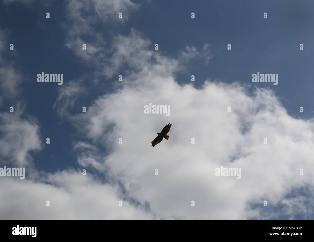 Red-Tailed Hawk. Silhouette of a Red-Tailed hawk soaring overhead ...