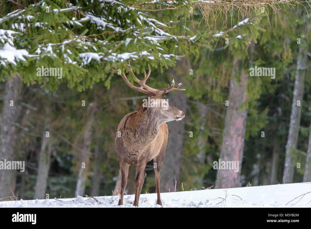 Color outdoor wildlife winter animal portrait of a single red deer/elk ...