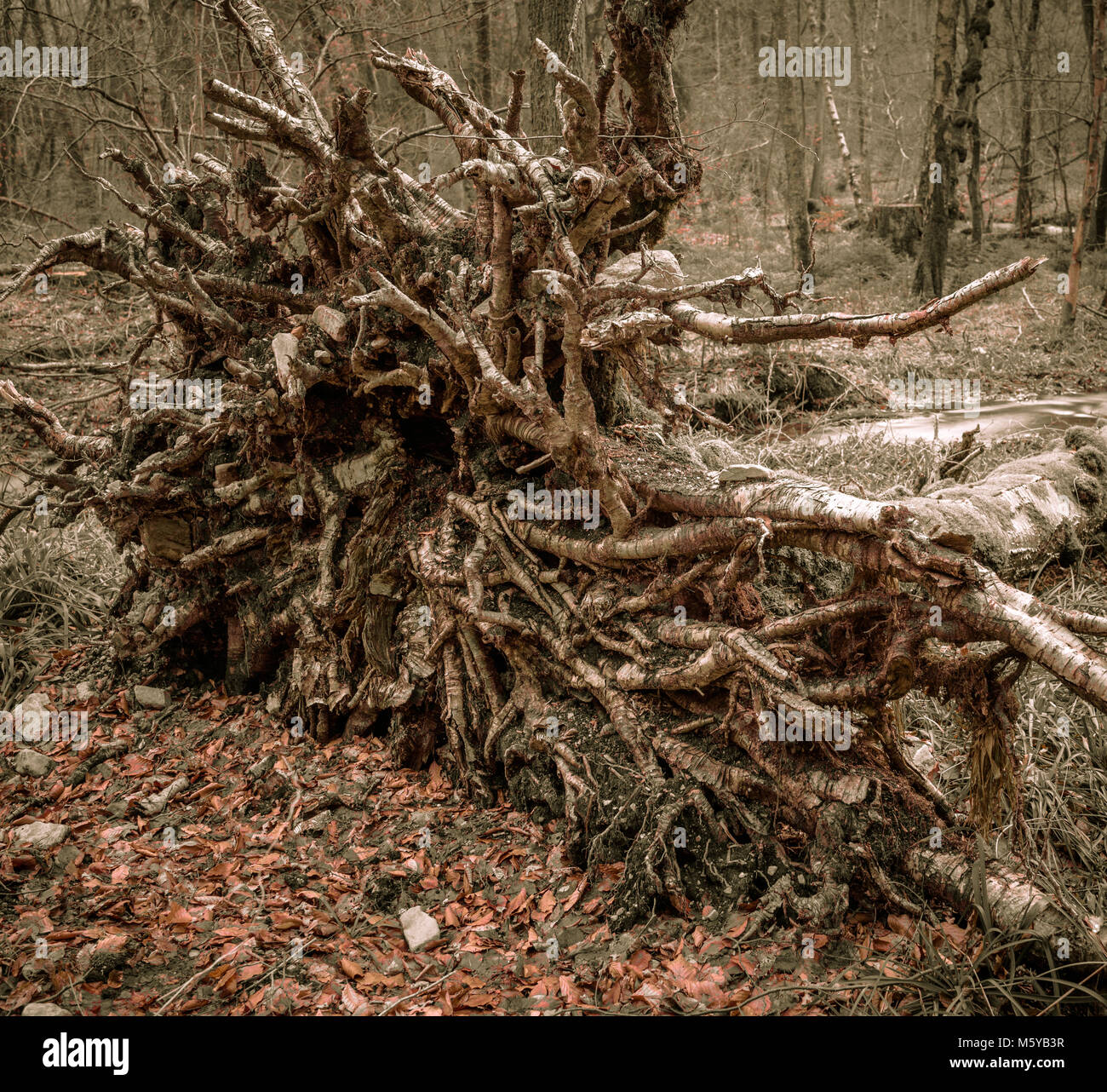 Mossy birch hi-res stock photography and images - Alamy