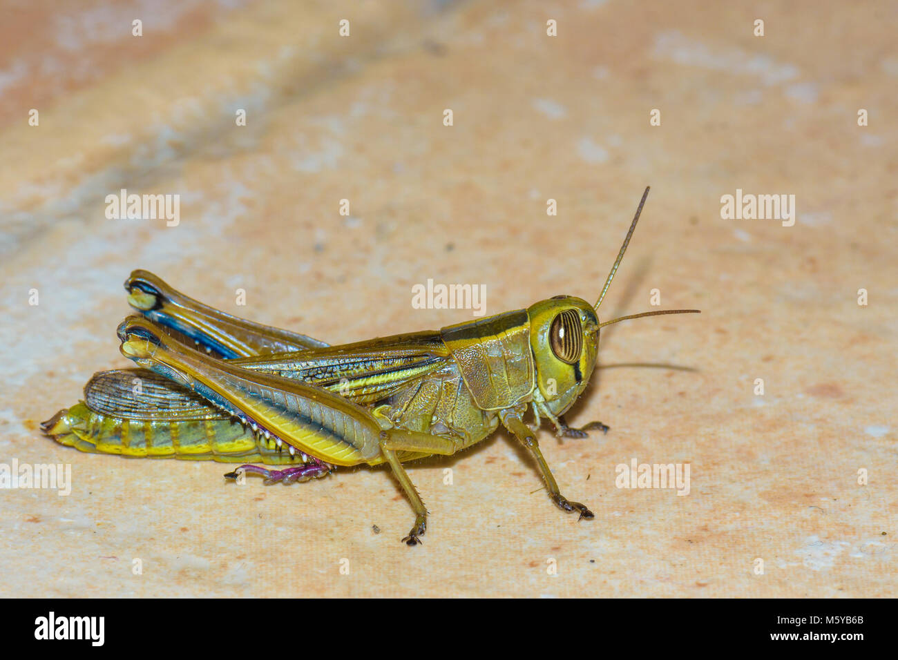 Colorful outdoor wildlife portrait of a single isolated green ...