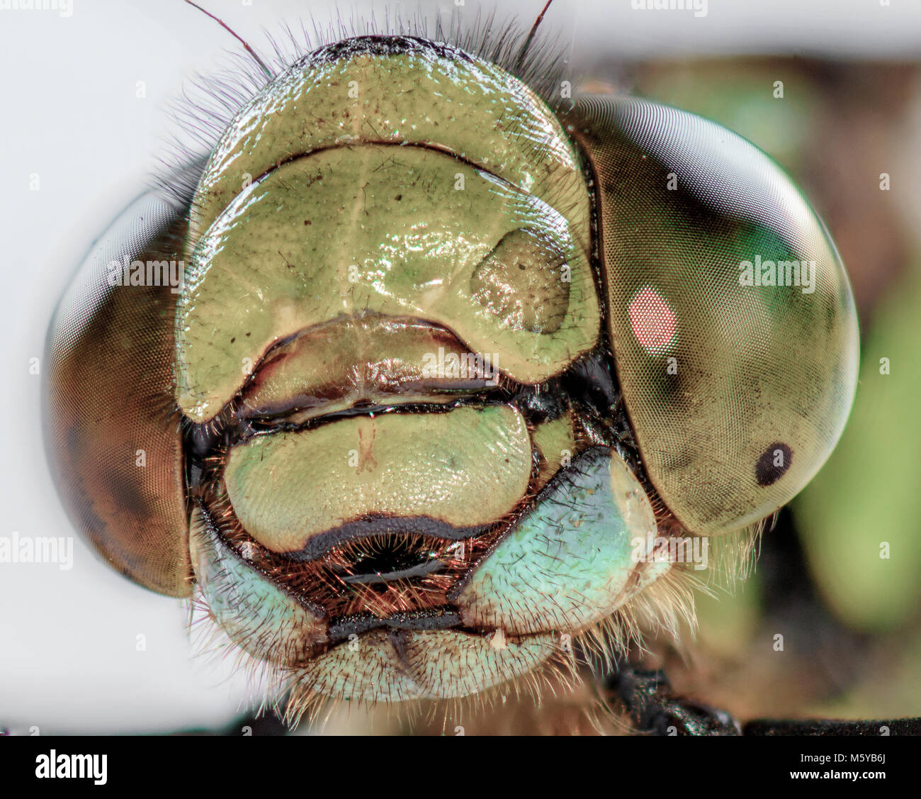 Color animal macro face portrait of a single isoled green blue ...