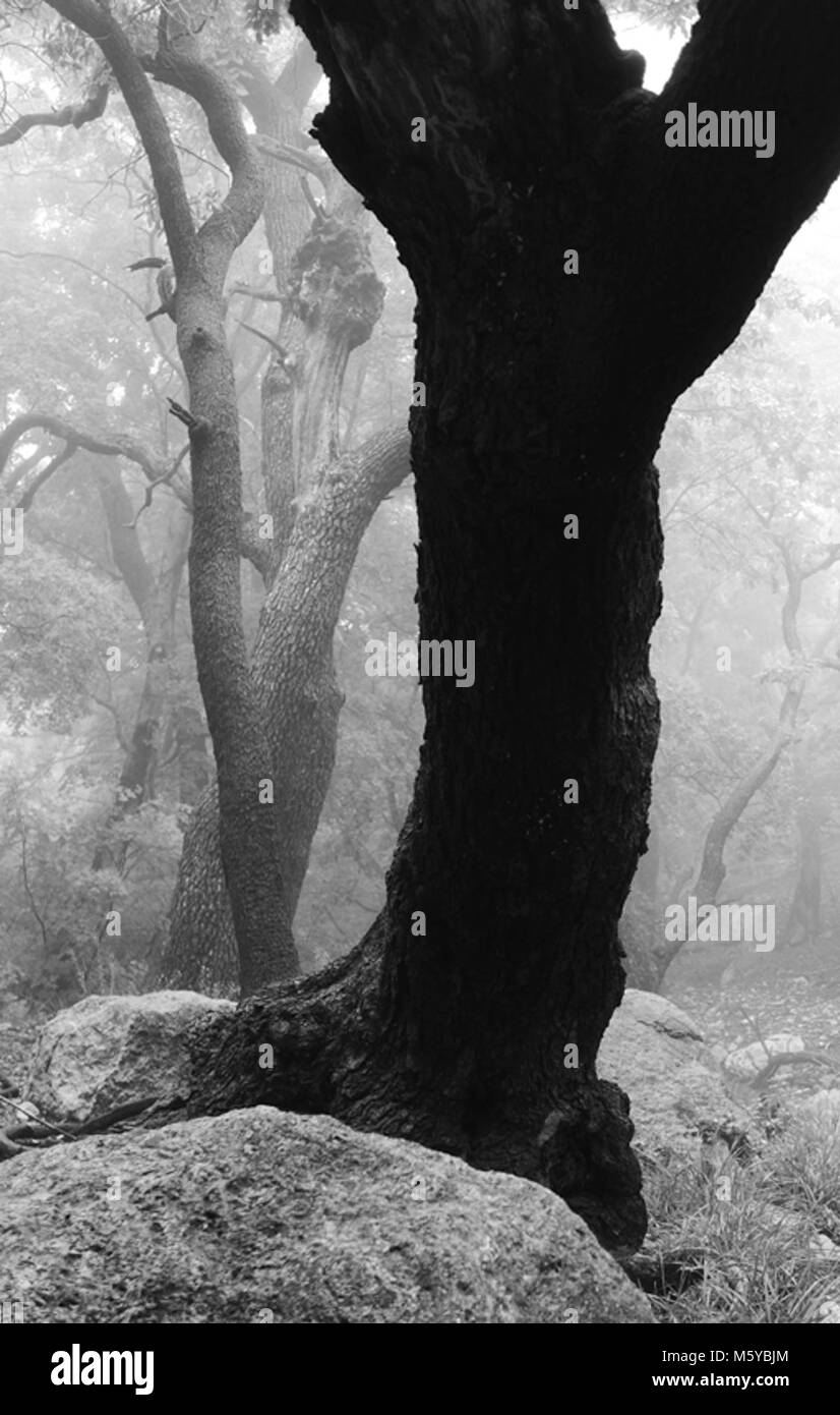 Smith Spring trees in fog Stock Photo - Alamy
