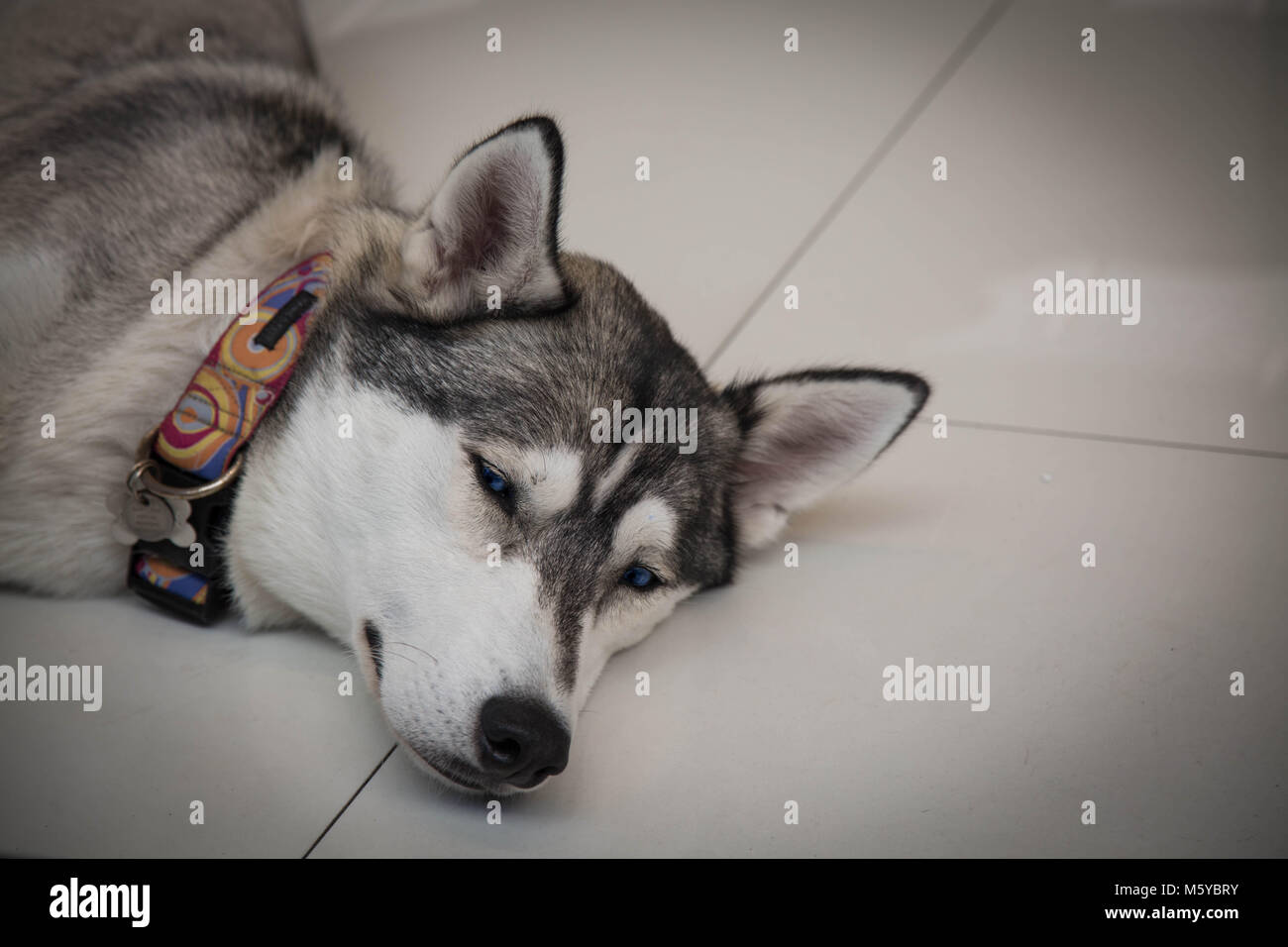 Tired siberian husky dog laying floor closeup head Stock Photo - Alamy