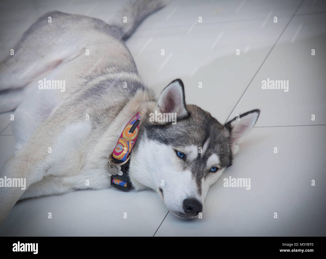 Resting siberian wolf hi-res stock photography and images - Alamy