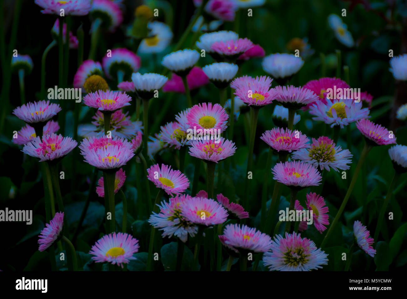 Long Stem White and Pink Daisy Flower Stock Photo - Alamy