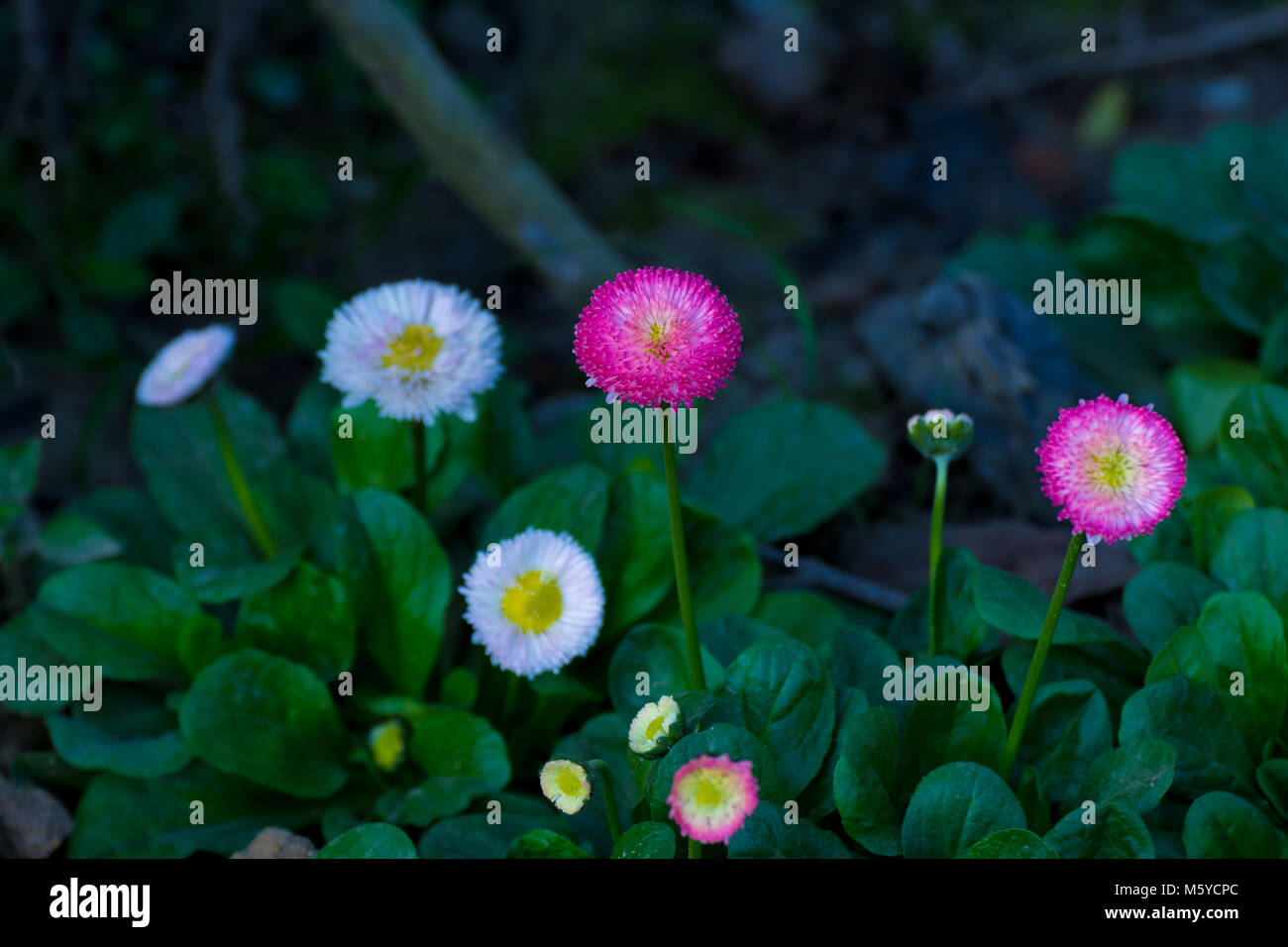 Long Stem White and Pink Daisy Flower Stock Photo - Alamy