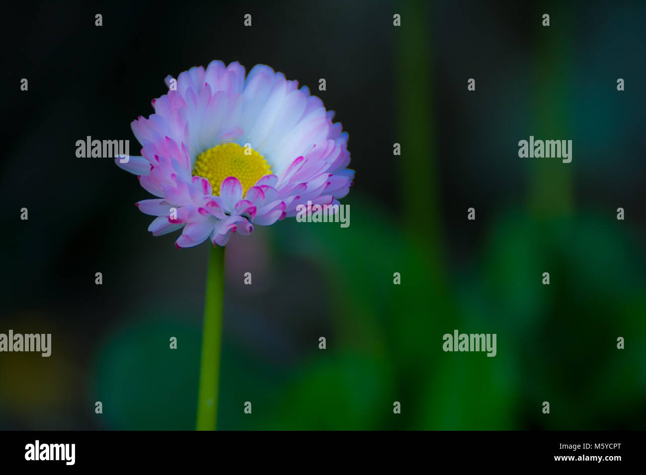 Long Stem White and Pink Daisy Flower Stock Photo - Alamy