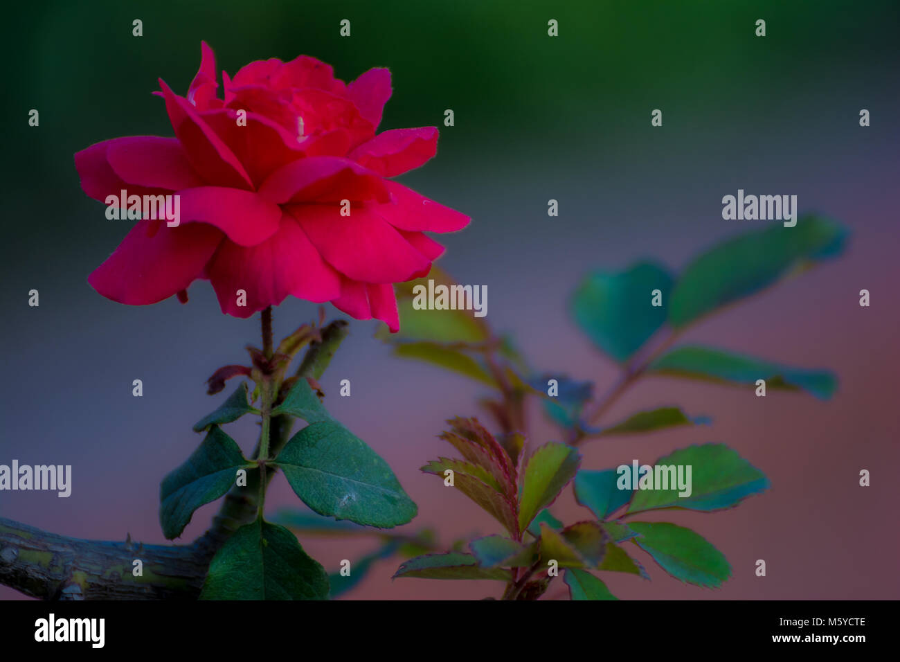 Single red rose cut out bud hi-res stock photography and images - Alamy