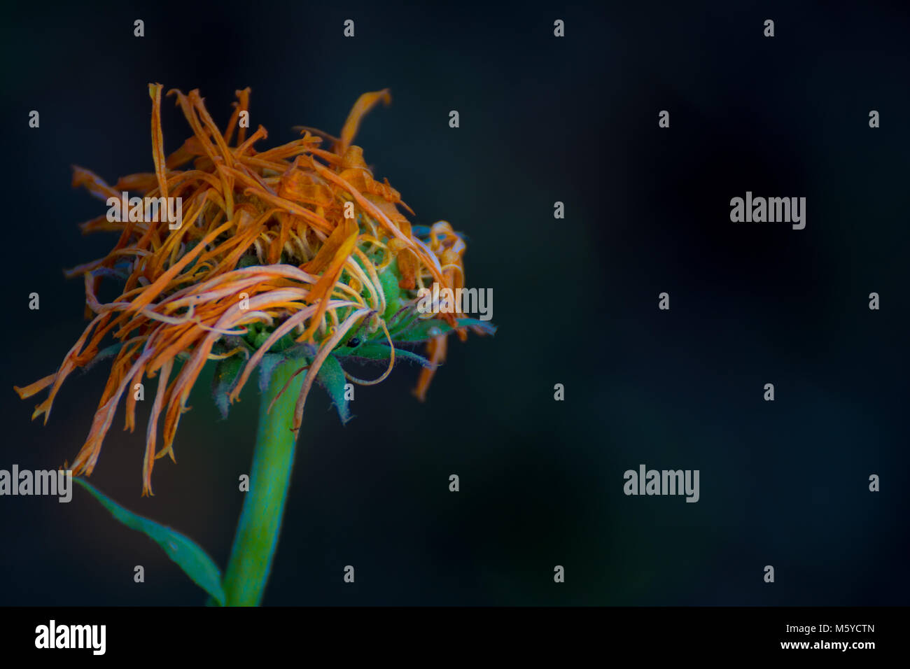 Marigold dead head hi-res stock photography and images - Alamy