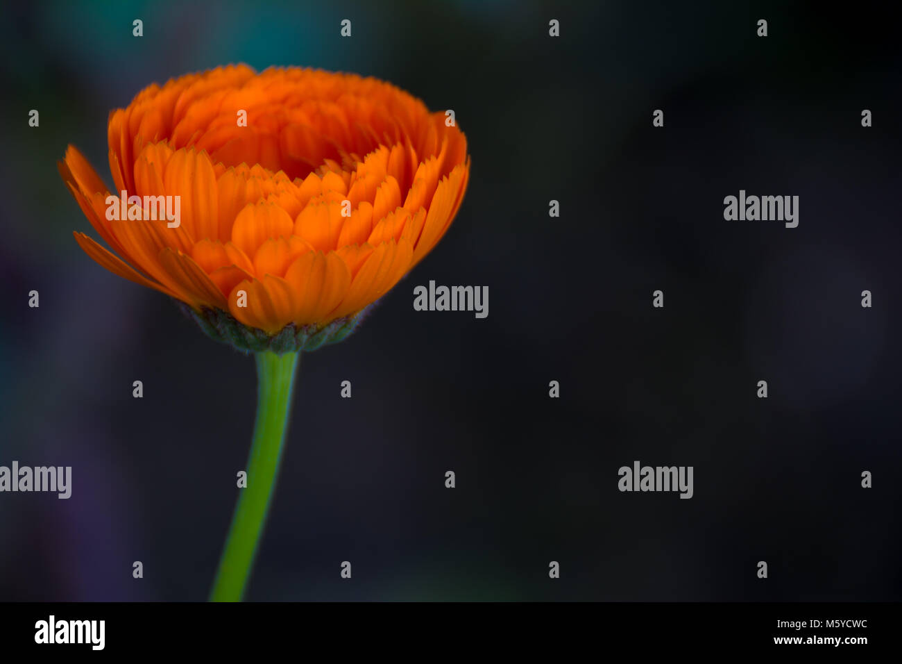 Orange calendula officinalis beautiful flower Stock Photo - Alamy