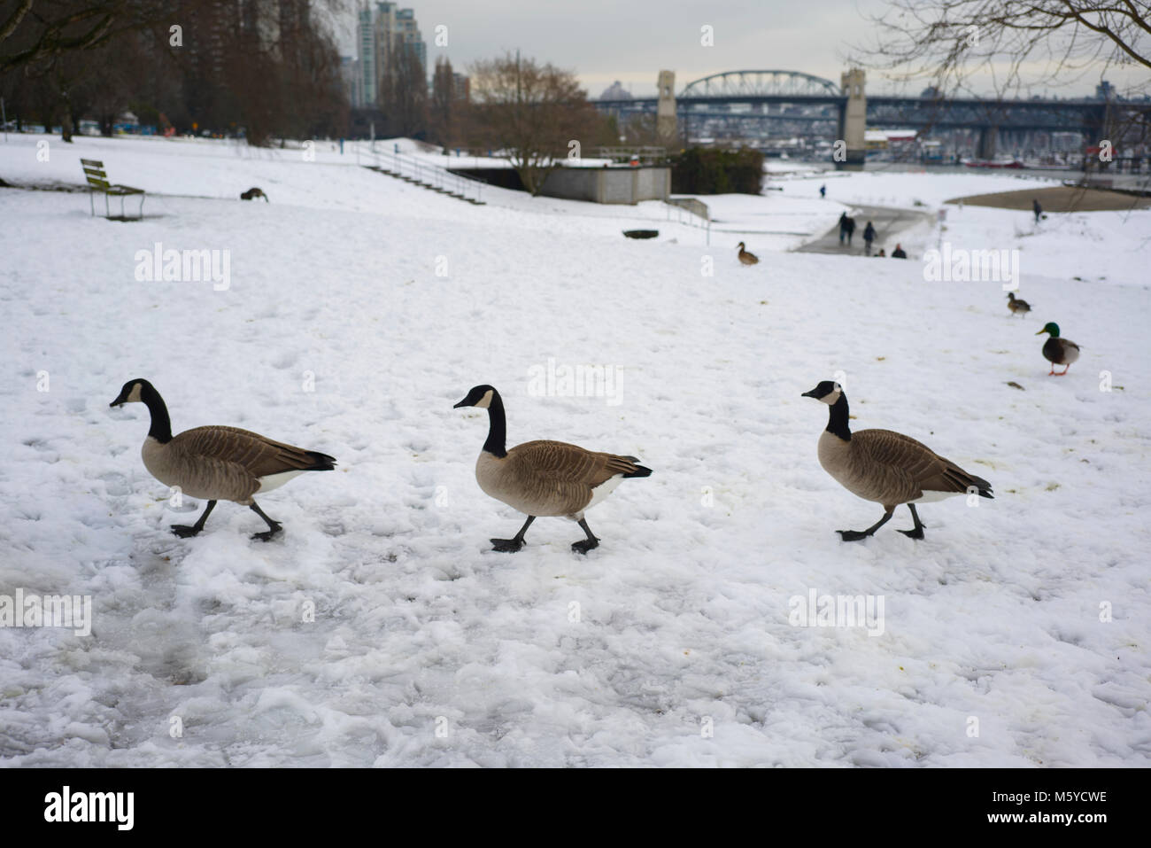 Canadian geese walking in snow Stock Photo - Alamy