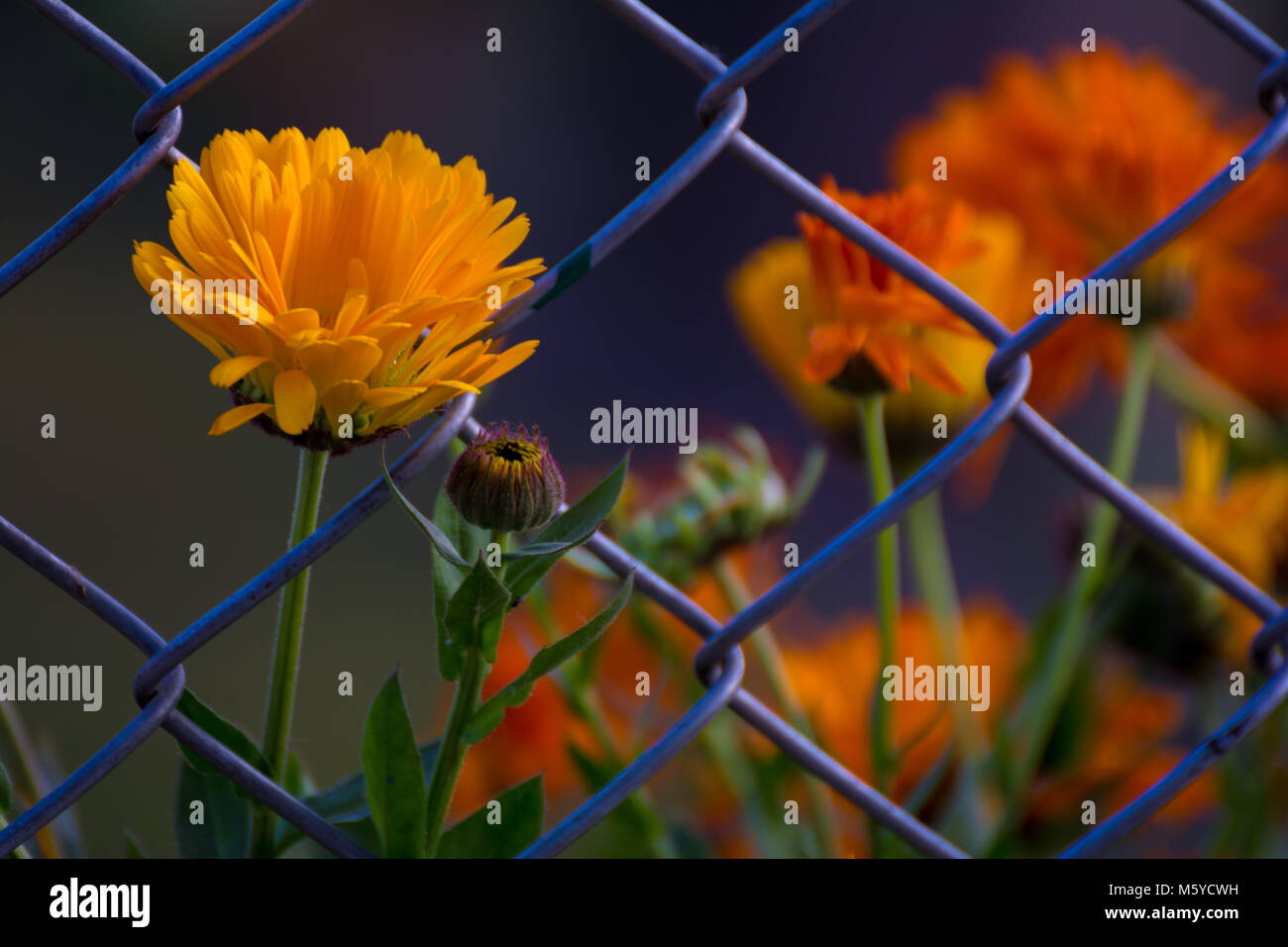 Orange calendula officinalis beautiful flower Stock Photo - Alamy