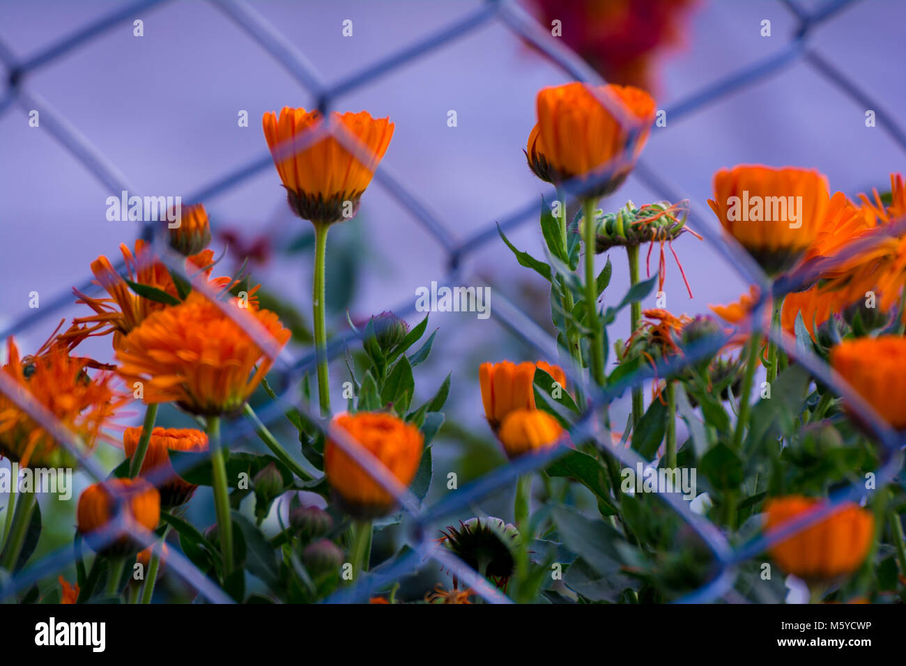 Orange calendula officinalis beautiful flower Stock Photo - Alamy