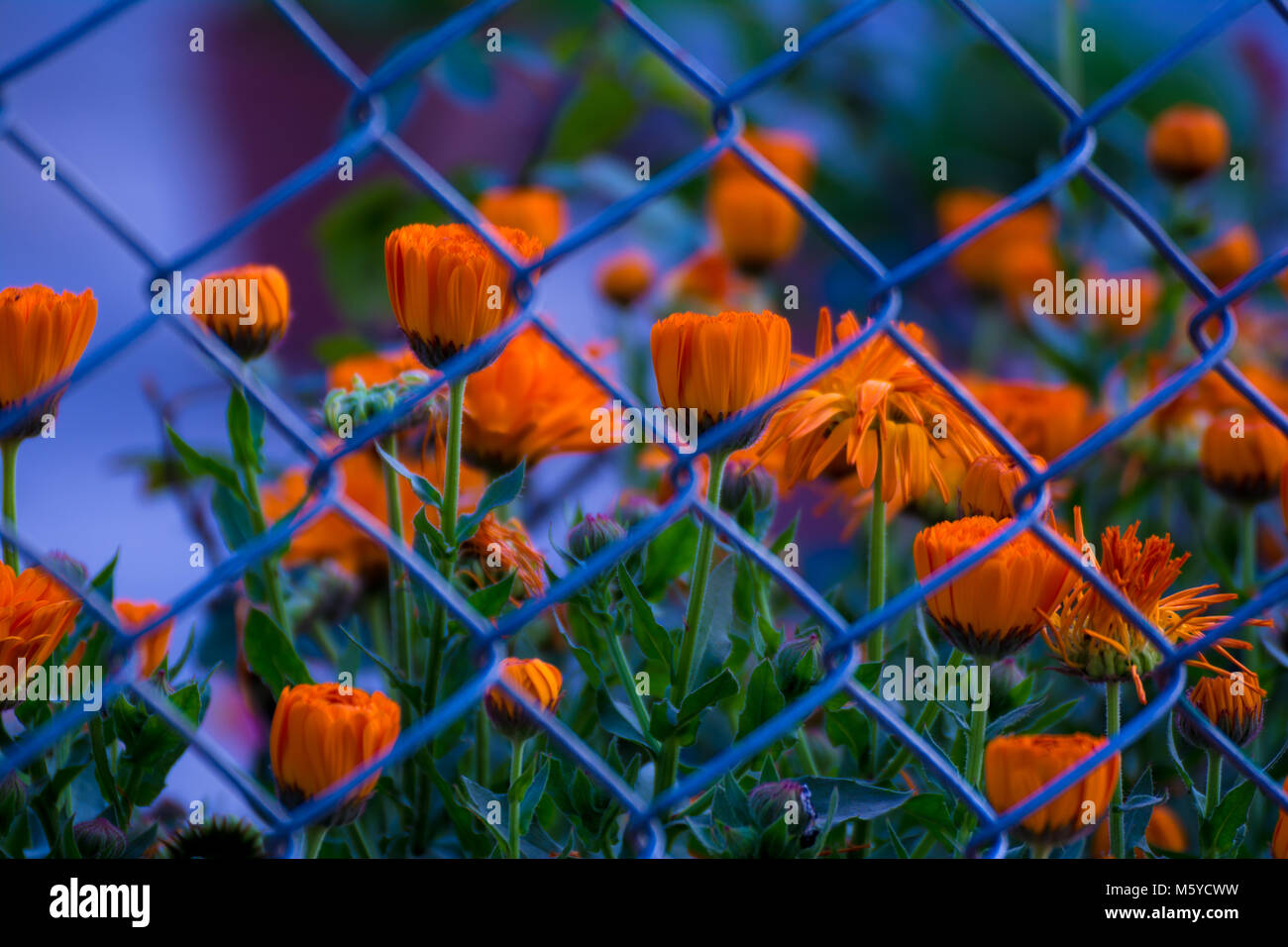 Orange calendula officinalis beautiful flower Stock Photo - Alamy