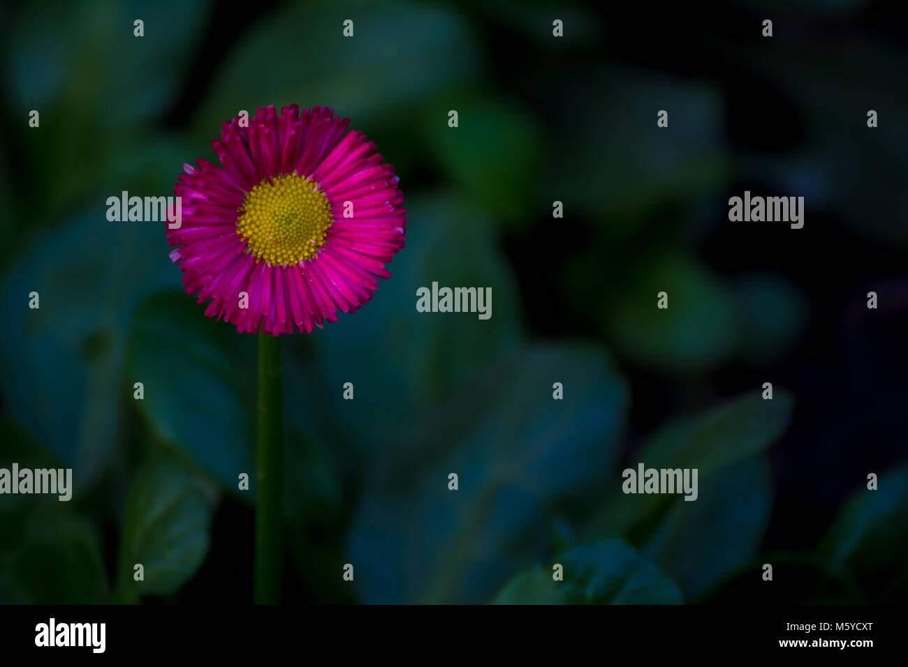 Long Stem White and Pink Daisy Flower Stock Photo - Alamy
