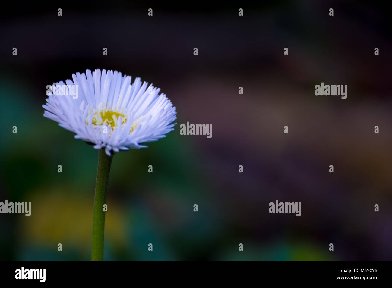 Single white daisy flower hi-res stock photography and images - Alamy