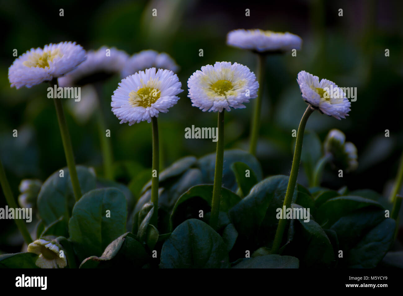 Long Stem White Daisy Flowers Stock Photo - Alamy