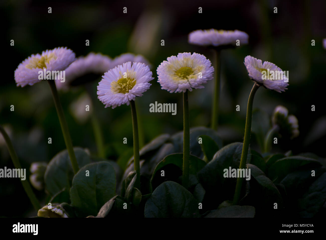 Long Stem Flowers Stock Photos & Long Stem Flowers Stock Images - Alamy