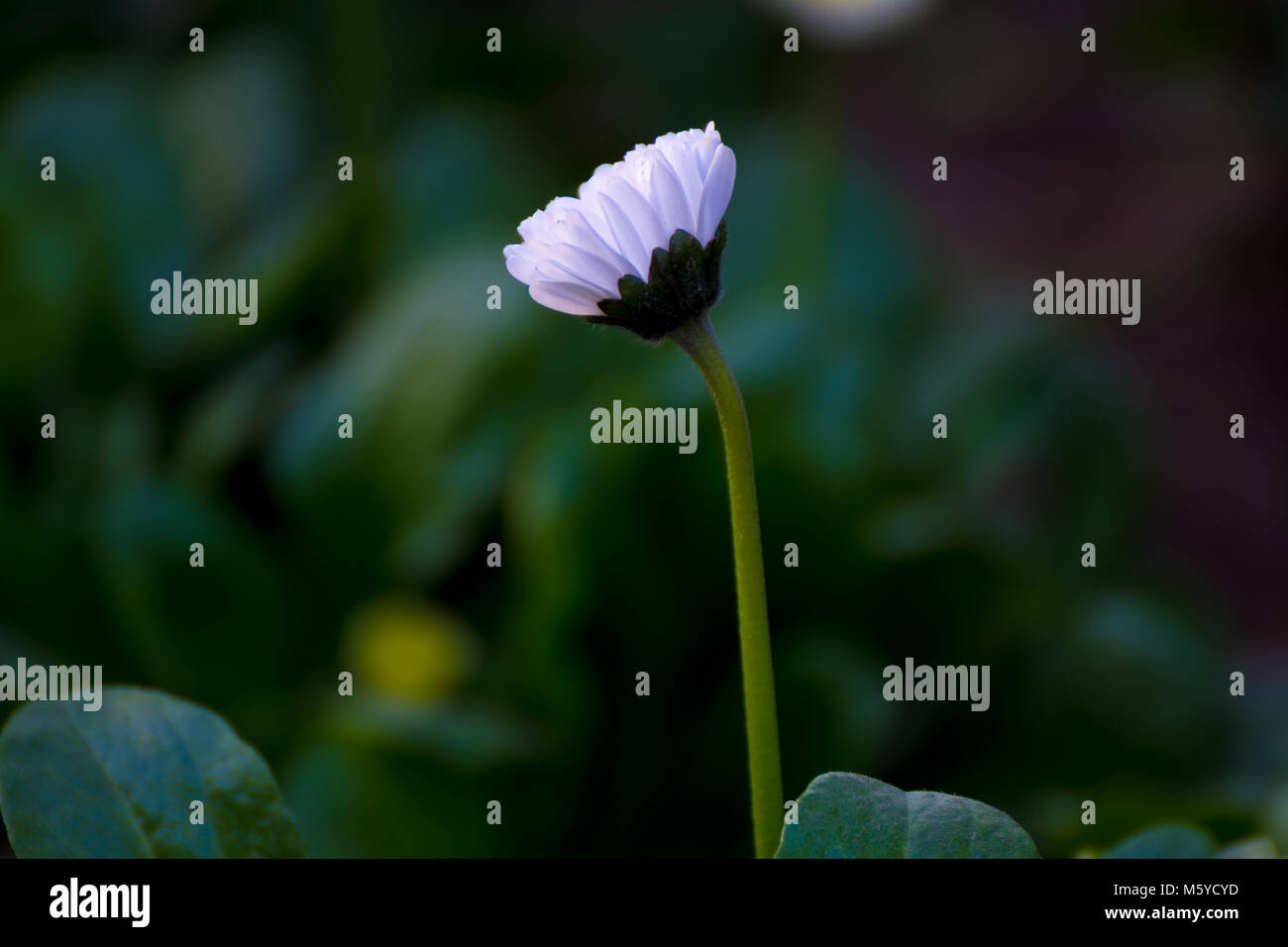 Bright glowing daisy hi-res stock photography and images - Alamy