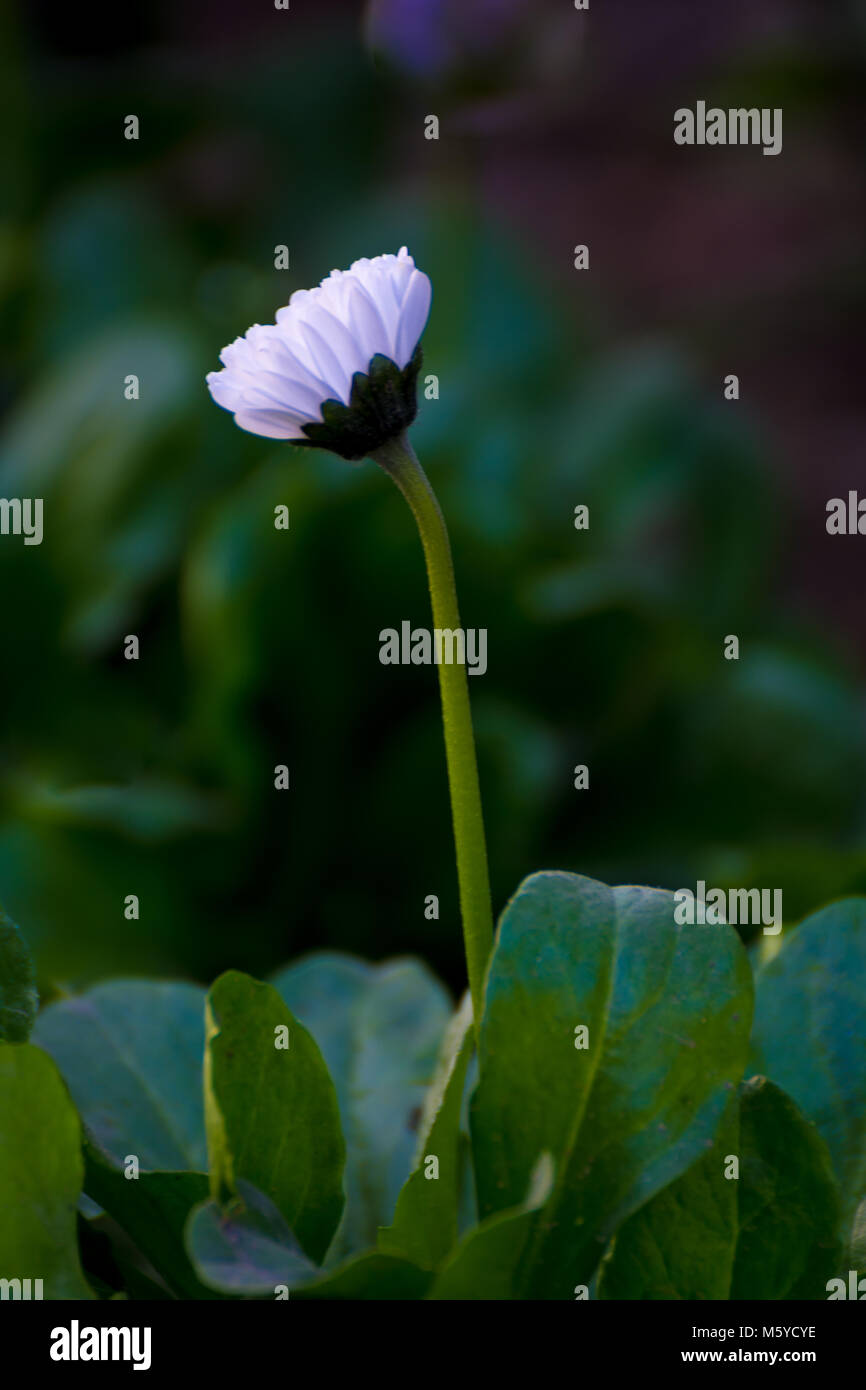 Bright glowing daisy hi-res stock photography and images - Alamy