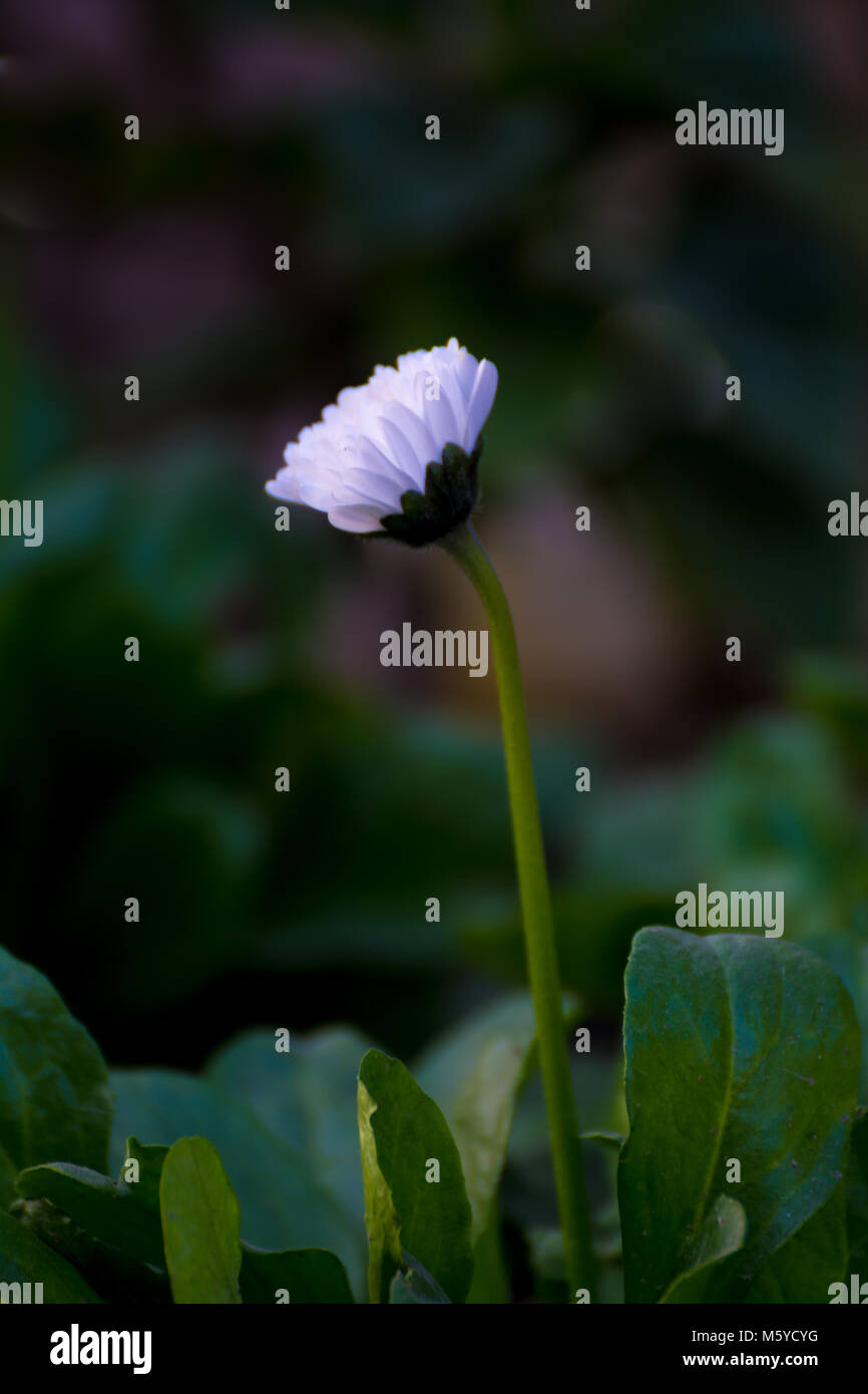 Bright glowing daisy hi-res stock photography and images - Alamy