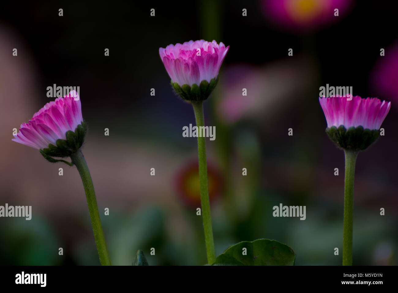 Long Stem White and Pink Daisy Flower Stock Photo - Alamy