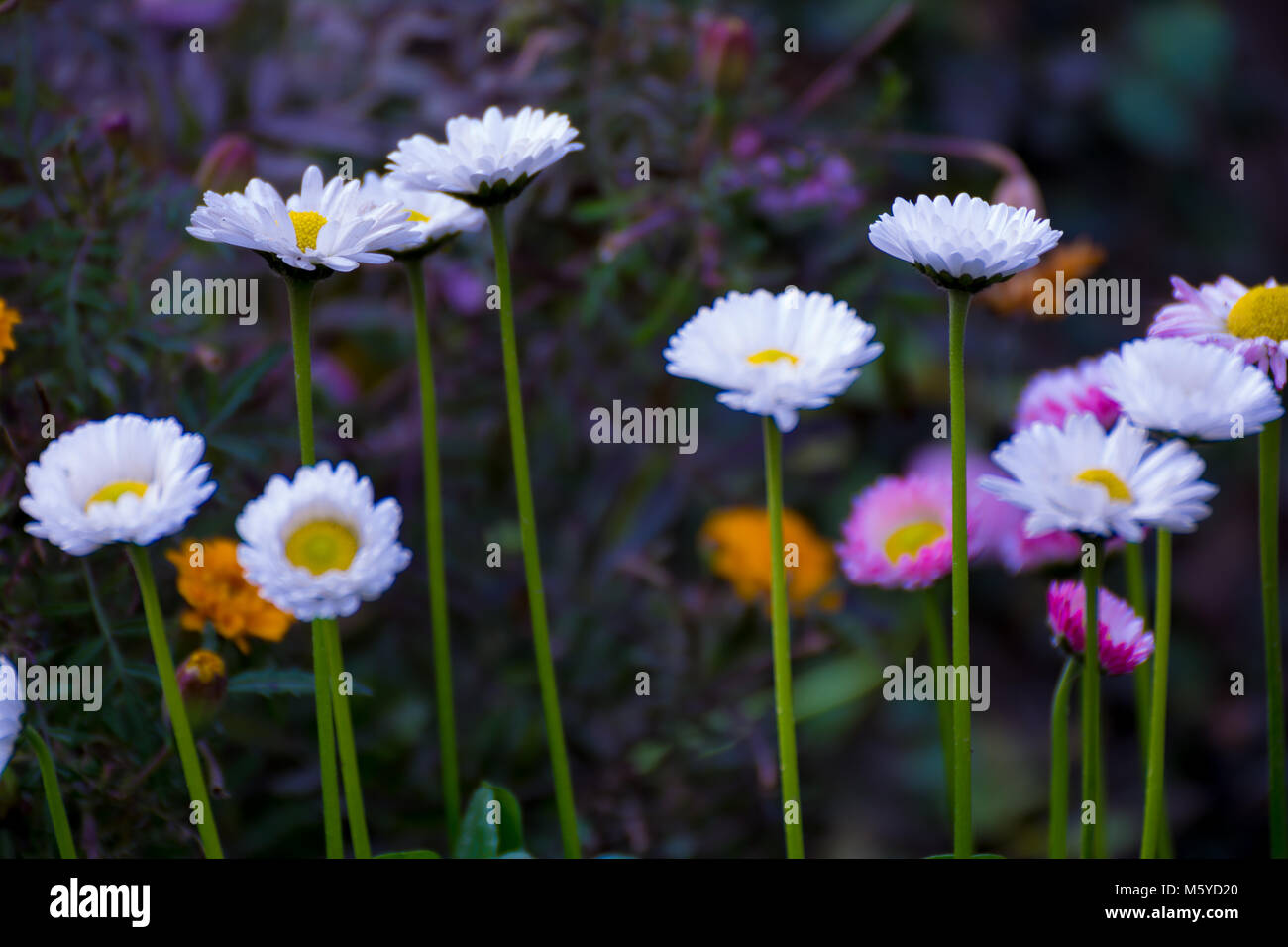 Long Stem White and Pink Daisy Flower Stock Photo - Alamy