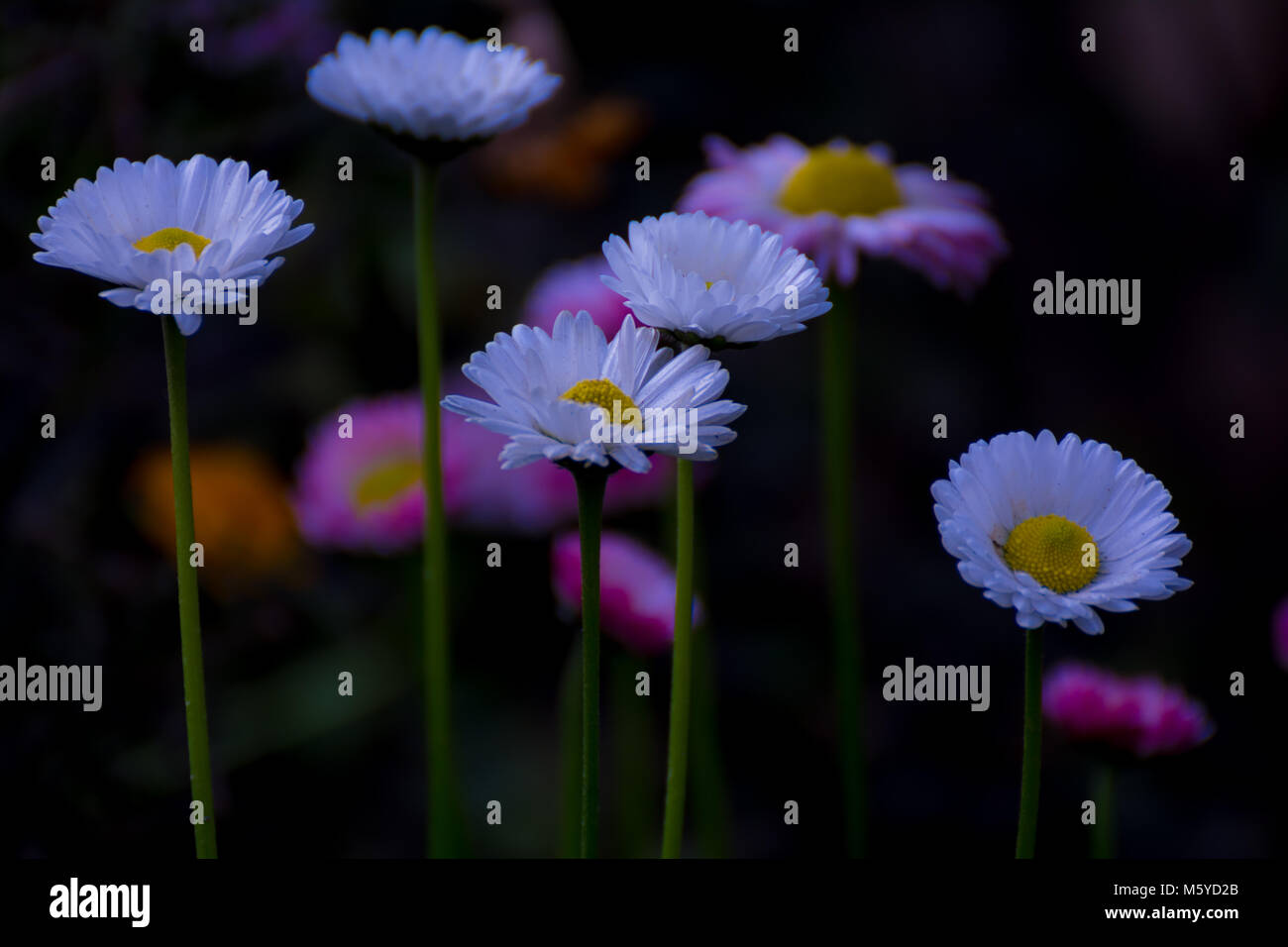 Long Stem White and Pink Daisy Flower Stock Photo - Alamy