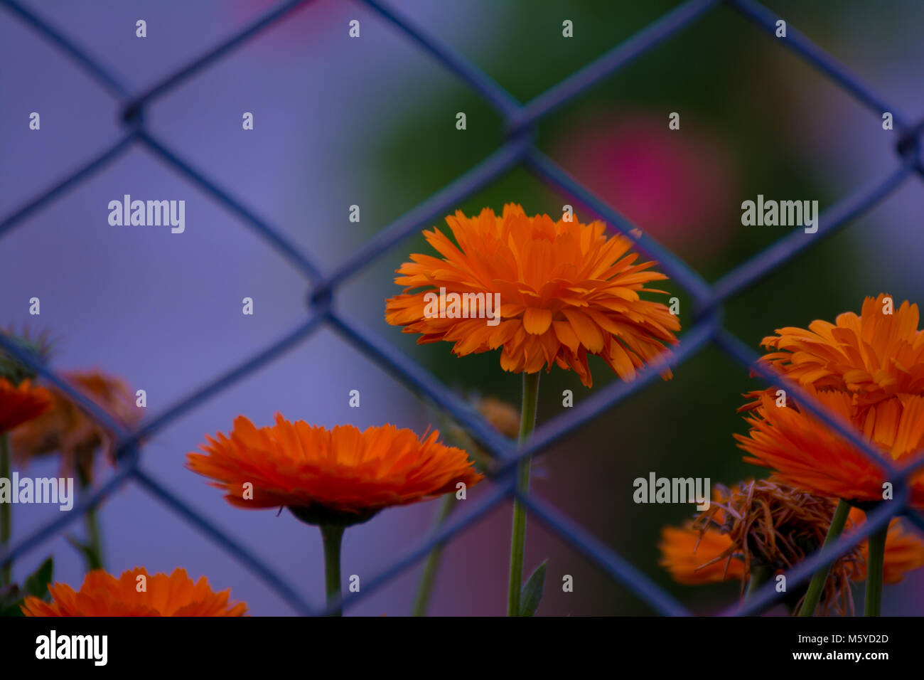 Orange calendula officinalis beautiful flower Stock Photo - Alamy